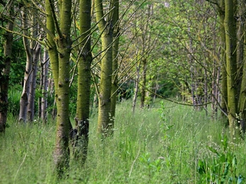 Willow Tree Fen | Lincolnshire Wildlife Trust