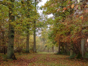 Autumn woodlands | Lincolnshire Wildlife Trust