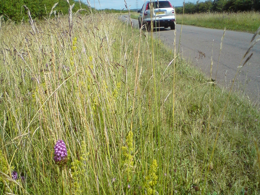 Roadside nature reserves | Lincolnshire Wildlife Trust