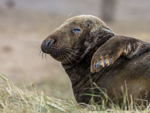 Grey seal fact file | Lincolnshire Wildlife Trust