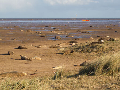 Donna Nook | Lincolnshire Wildlife Trust