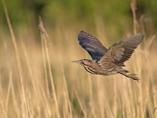 Nature Recovery Fund | Lincolnshire Wildlife Trust