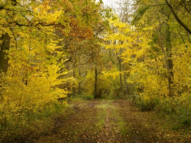 Autumn woodlands | Lincolnshire Wildlife Trust
