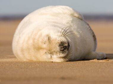 Grey seal fact file | Lincolnshire Wildlife Trust