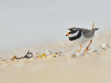 Nature Recovery Fund | Lincolnshire Wildlife Trust