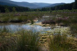 Raised bog | Lincolnshire Wildlife Trust