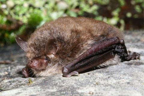 Alcathoe bat | Lincolnshire Wildlife Trust