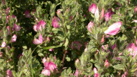 Common restharrow | Lincolnshire Wildlife Trust