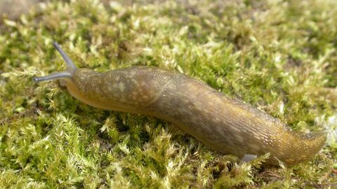 Yellow slug | Lincolnshire Wildlife Trust