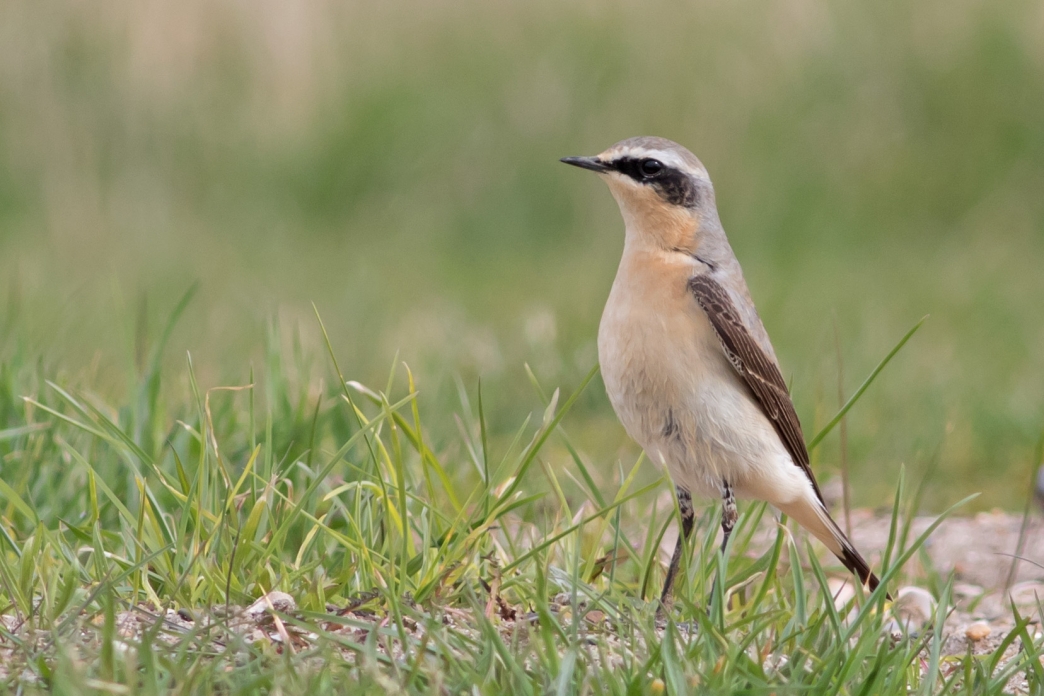 Woodhall Spa Airfield | Lincolnshire Wildlife Trust
