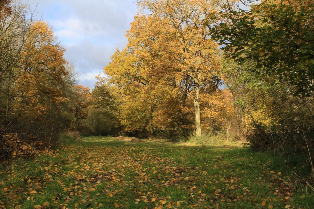 Autumn woodlands | Lincolnshire Wildlife Trust