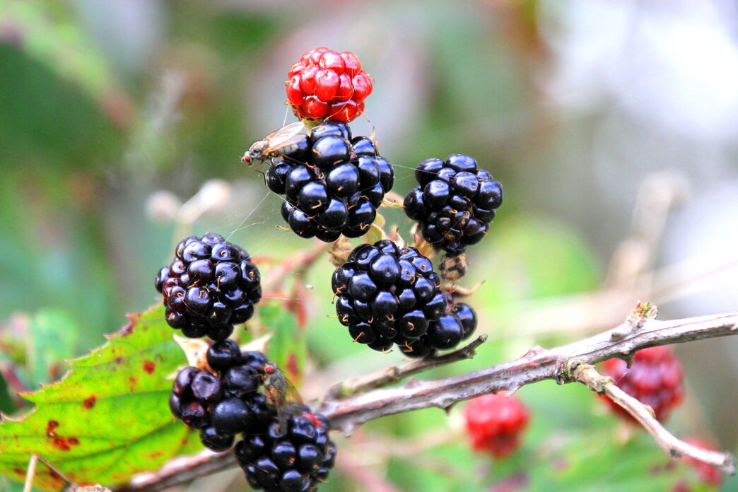 Autumn woodlands | Lincolnshire Wildlife Trust