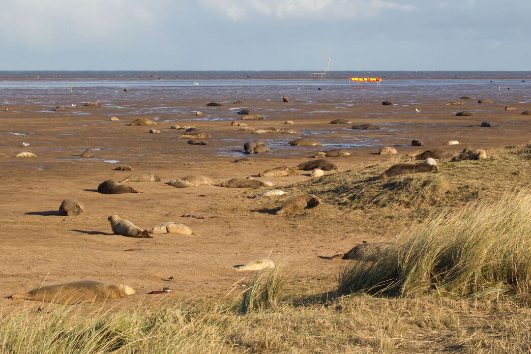 Donna Nook | Lincolnshire Wildlife Trust