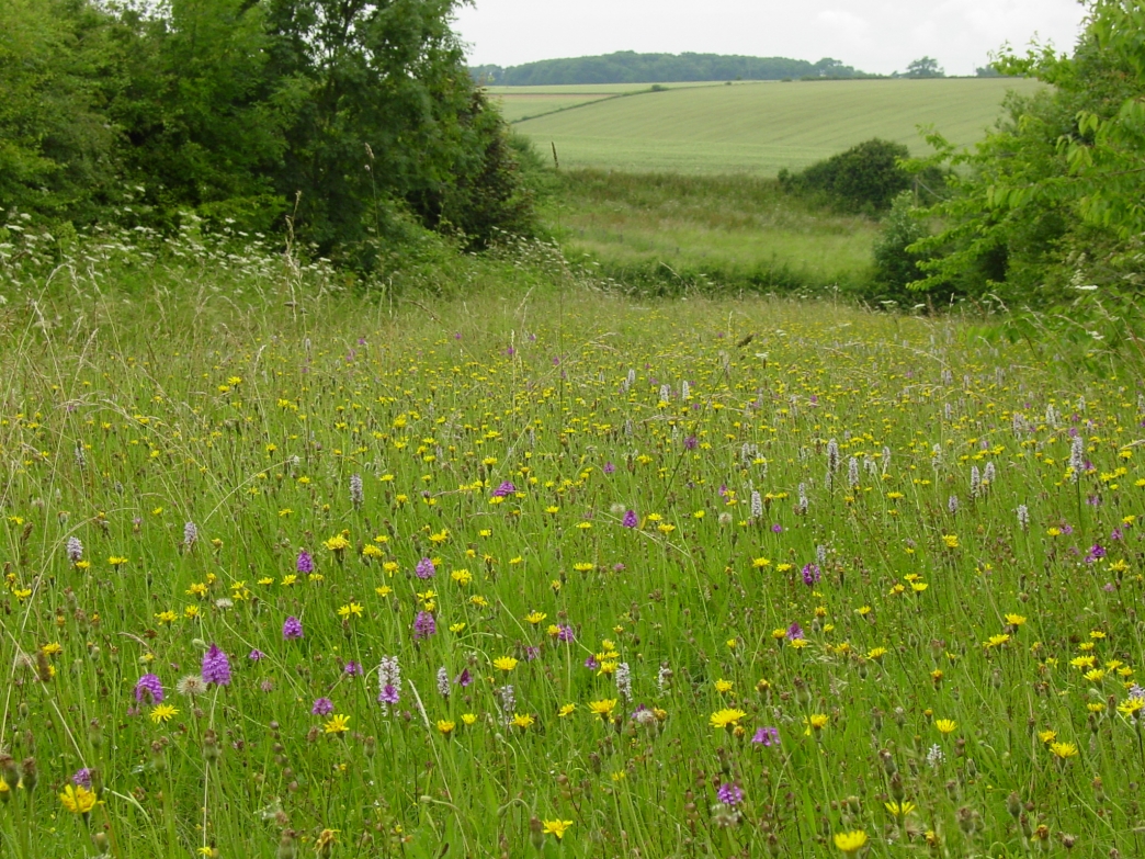 Lincolnshire's Road Verges | Lincolnshire Wildlife Trust