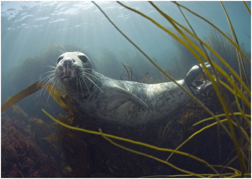 Grey seal fact file | Lincolnshire Wildlife Trust