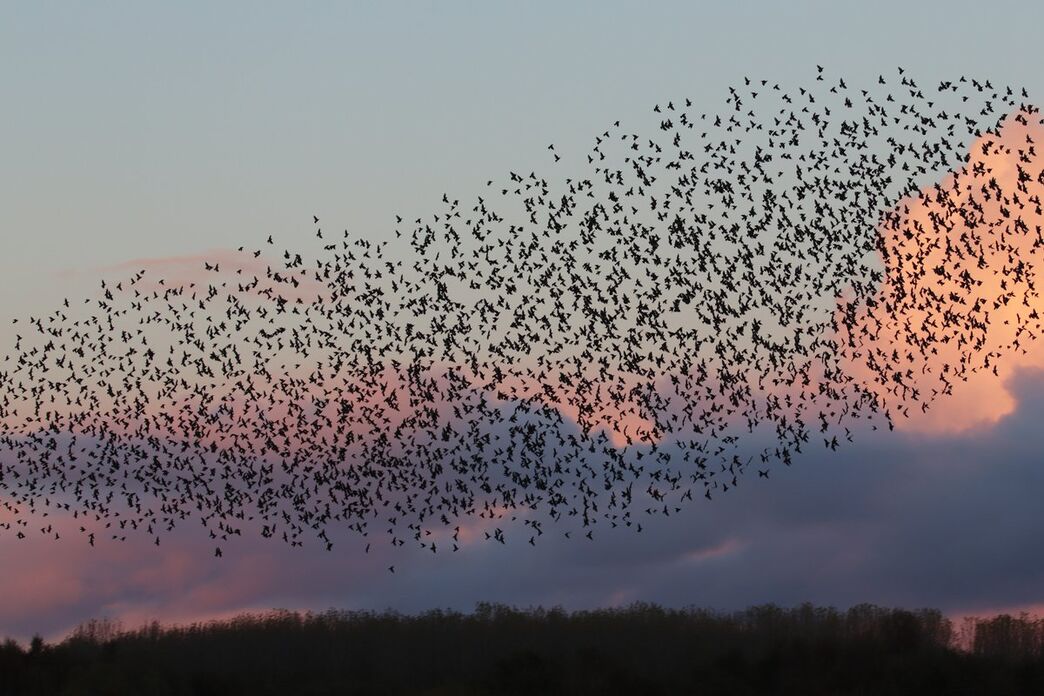 Starling murmurations | Lincolnshire Wildlife Trust
