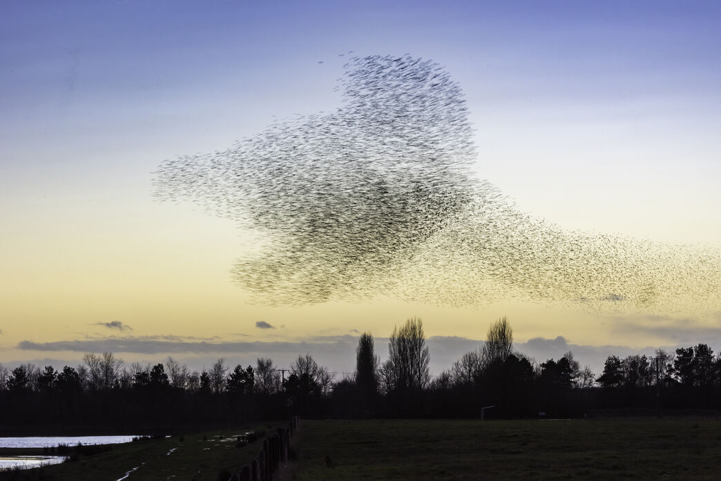 Starling murmurations | Lincolnshire Wildlife Trust