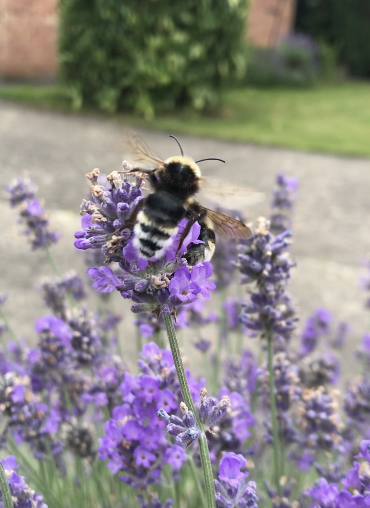 Bumblebees in disguise | Lincolnshire Wildlife Trust