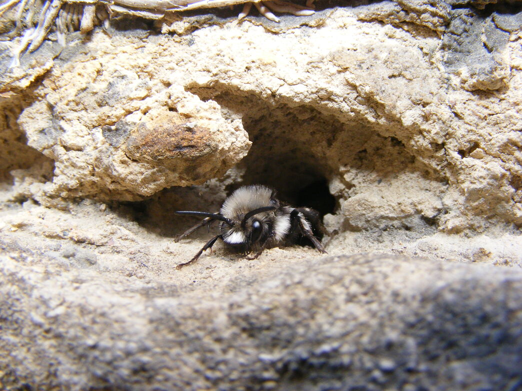 Bumblebees in disguise | Lincolnshire Wildlife Trust
