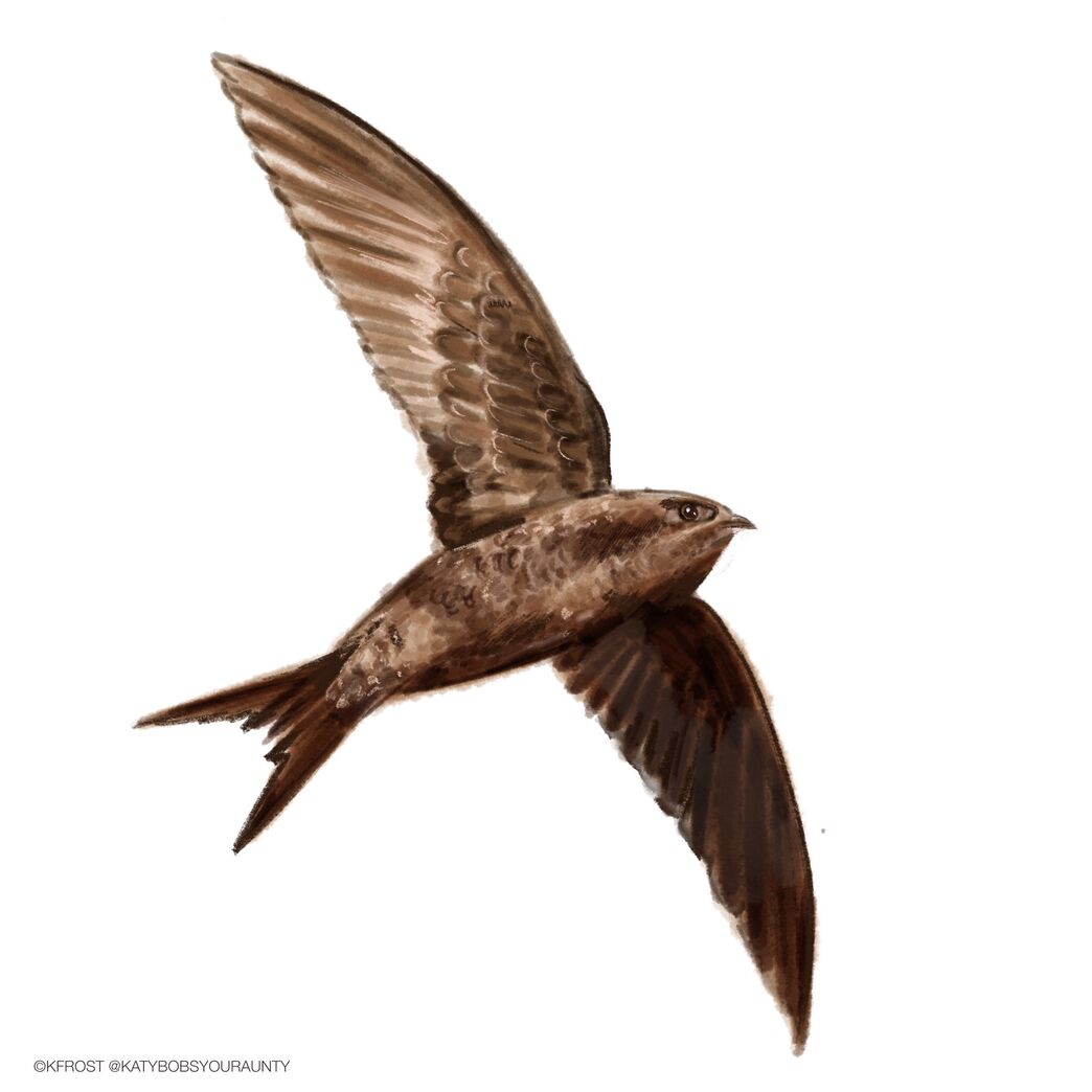 Identify swifts, swallows and martins | Lincolnshire Wildlife Trust