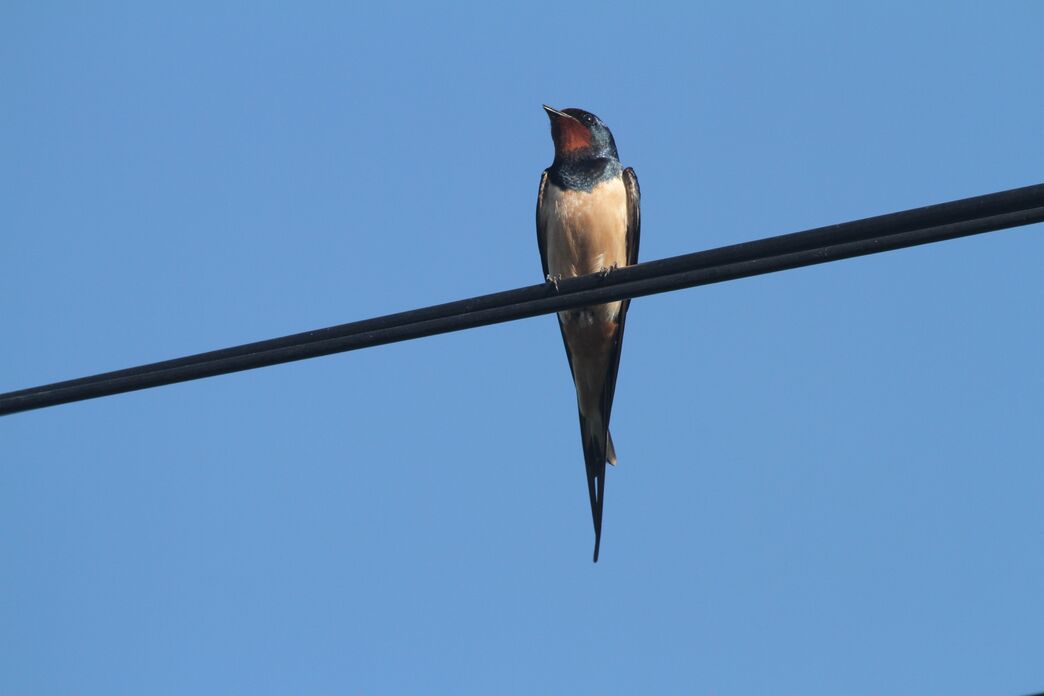 Identify swifts, swallows and martins | Lincolnshire Wildlife Trust