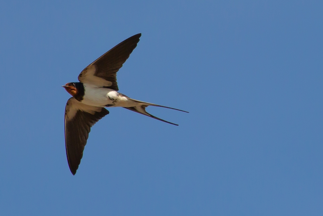 Identify swifts, swallows and martins | Lincolnshire Wildlife Trust