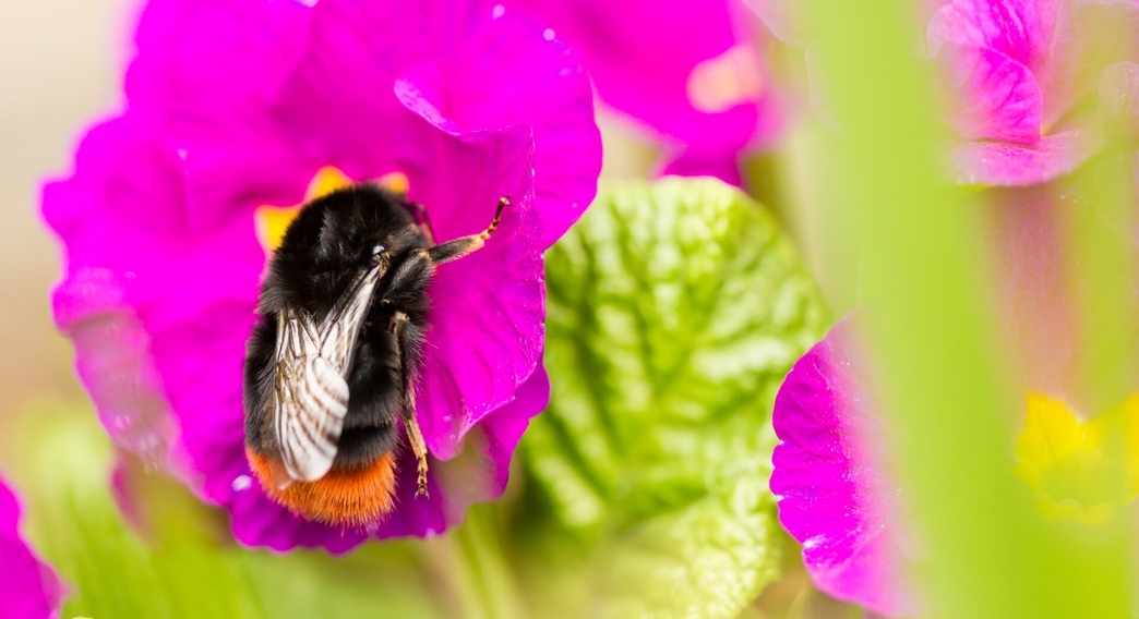 Identify bumblebees | Lincolnshire Wildlife Trust