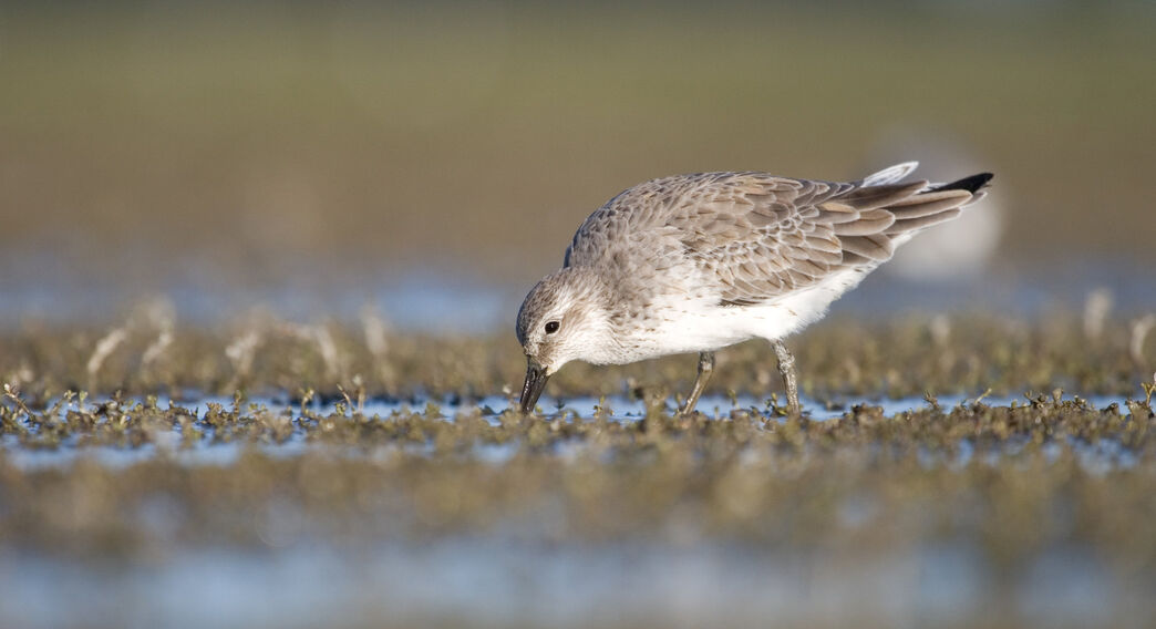 Winter waders | Lincolnshire Wildlife Trust