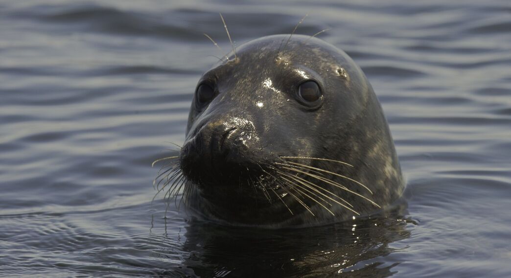 Grey seal fact file | Lincolnshire Wildlife Trust