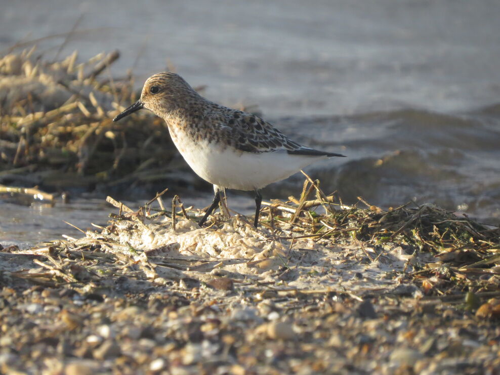 Gibraltar Point | Lincolnshire Wildlife Trust