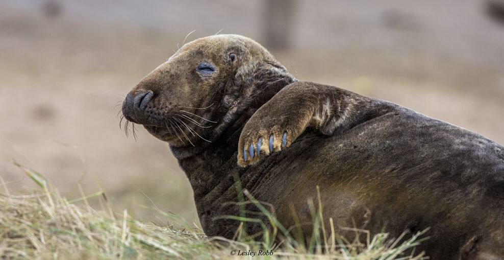 Grey seal fact file | Lincolnshire Wildlife Trust