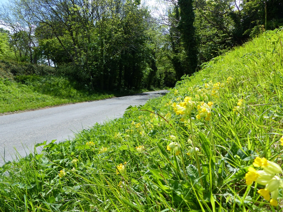 Roadside nature reserves | Lincolnshire Wildlife Trust