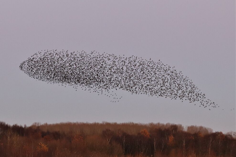 Starling murmurations | Lincolnshire Wildlife Trust