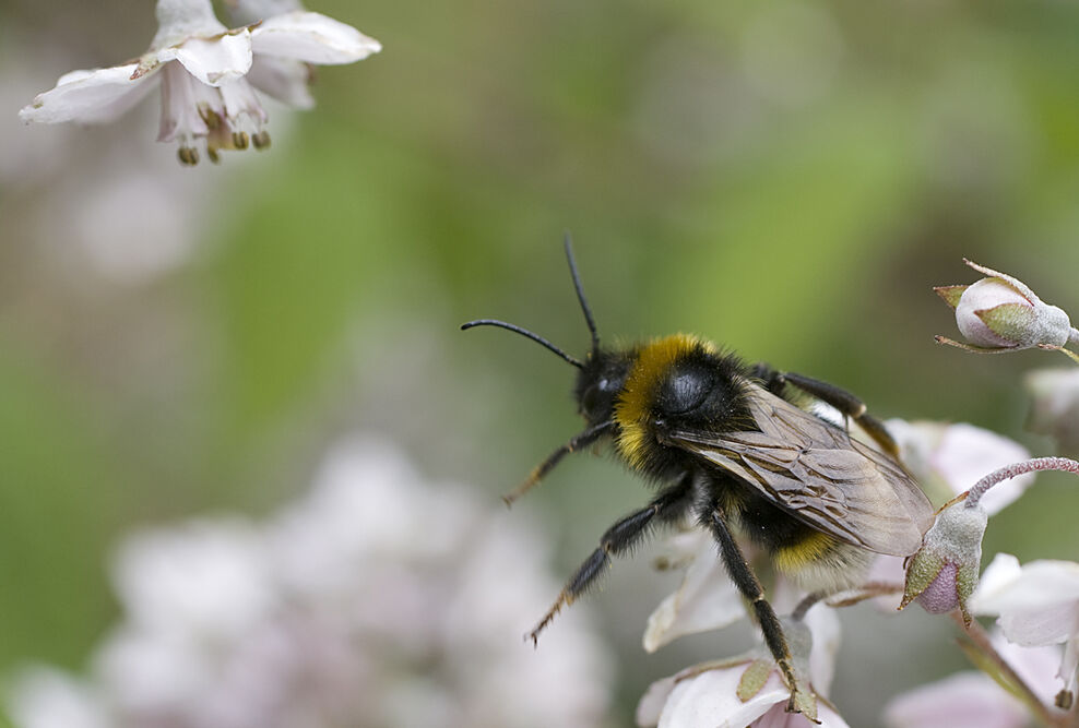 Bumblebees in disguise | Lincolnshire Wildlife Trust