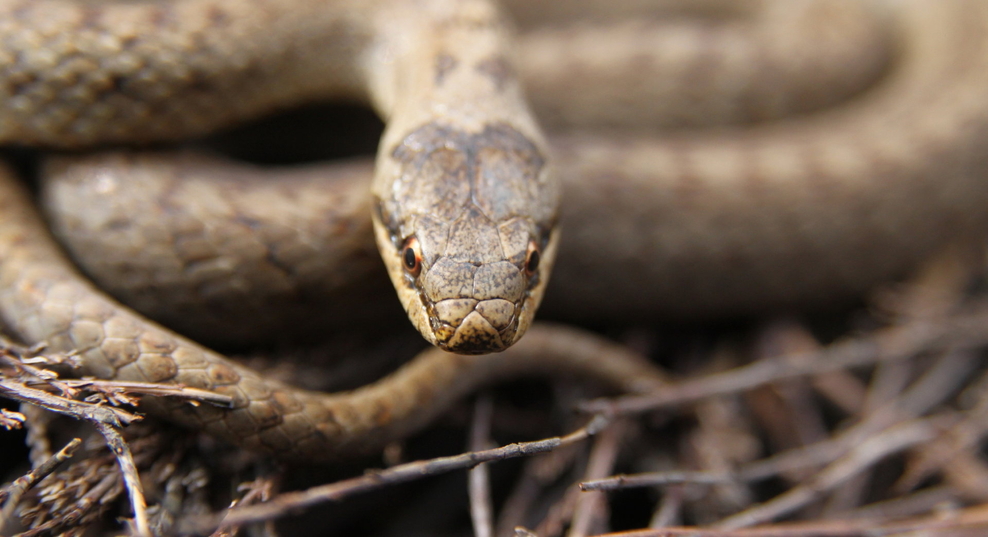 Identify UK snakes | Lincolnshire Wildlife Trust