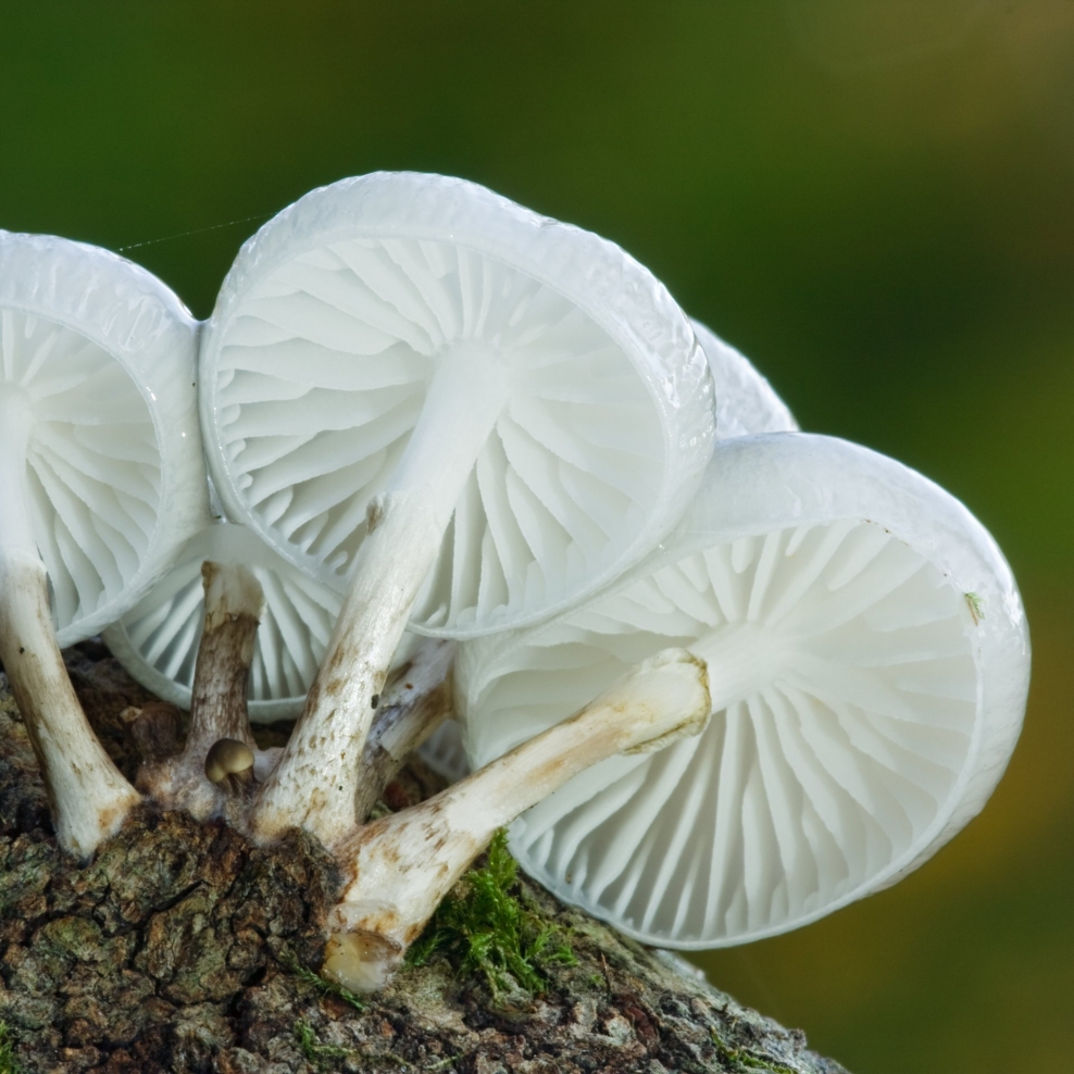 Fascinating fungi | Lincolnshire Wildlife Trust