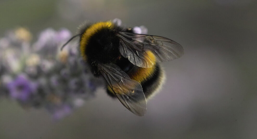 Identify bumblebees | Lincolnshire Wildlife Trust