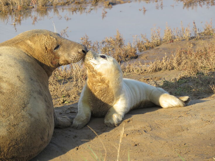 Grey seal fact file | Lincolnshire Wildlife Trust