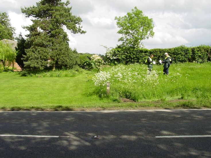 Lincolnshire's Road Verges | Lincolnshire Wildlife Trust