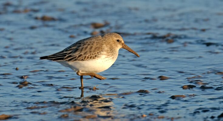 Winter waders | Lincolnshire Wildlife Trust