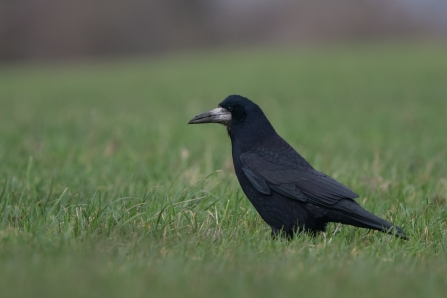 Rooks | Lincolnshire Wildlife Trust