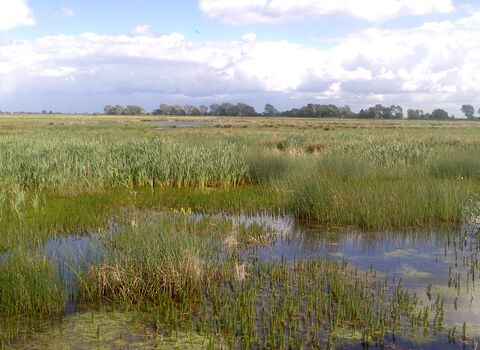 Willow Tree Fen | Lincolnshire Wildlife Trust